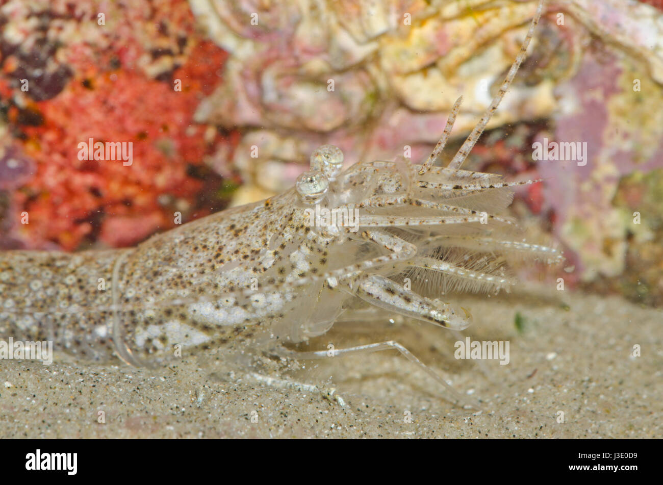 Common or Brown Shrimp (Crangon crangon) Burying Itself 1 of 3 Stock ...
