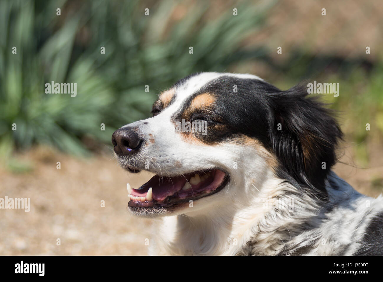 An ordinary dog photographed as she is Stock Photo - Alamy