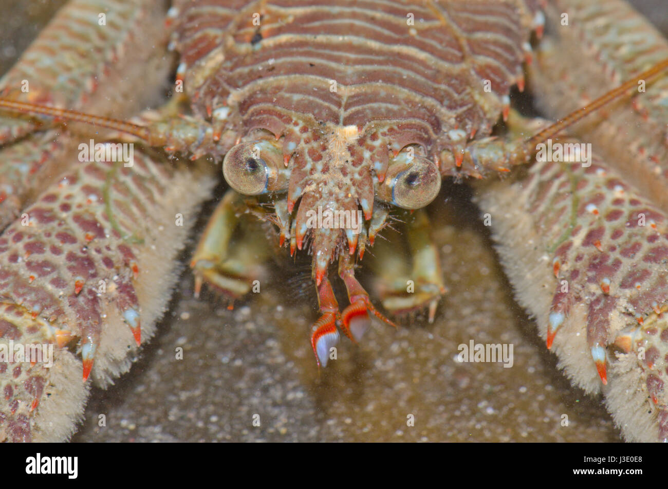 Face of Hairy Squat Lobster (Galathea dispersa). Sussex, UK Stock Photo ...