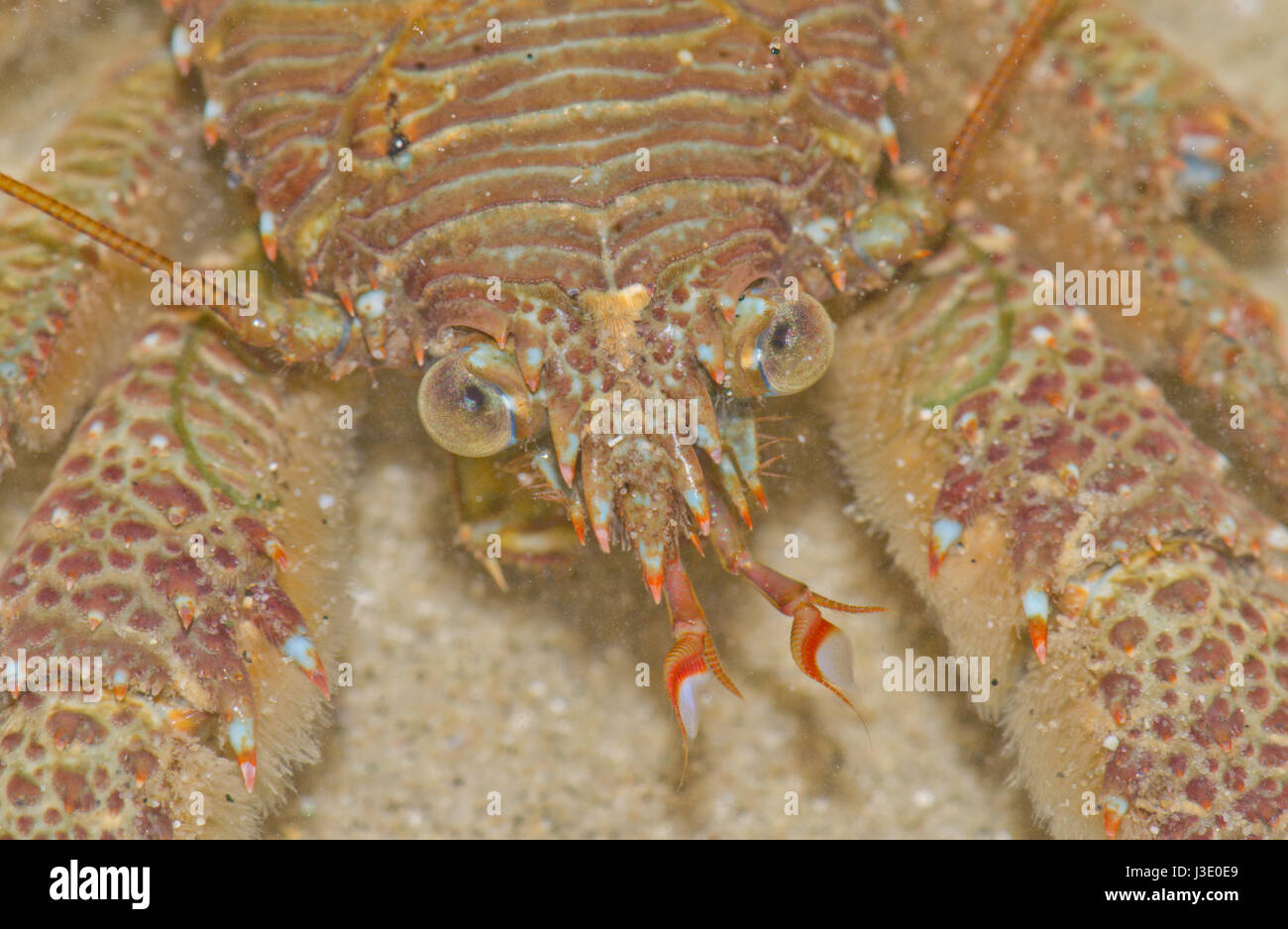 Close-up of Hairy Squat Lobster (Galathea dispersa Stock Photo - Alamy