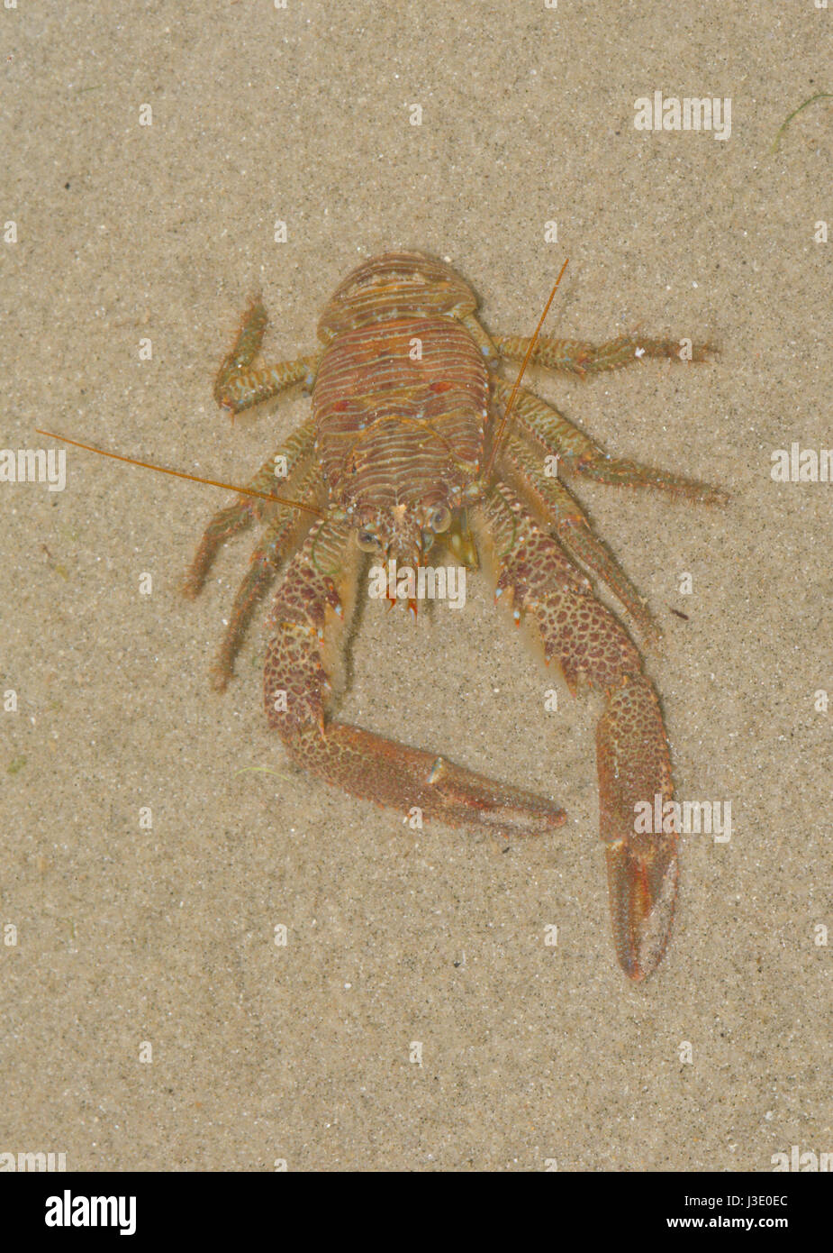 Hairy Squat Lobster (Galathea dispersa), Sussex, UK Stock Photo - Alamy