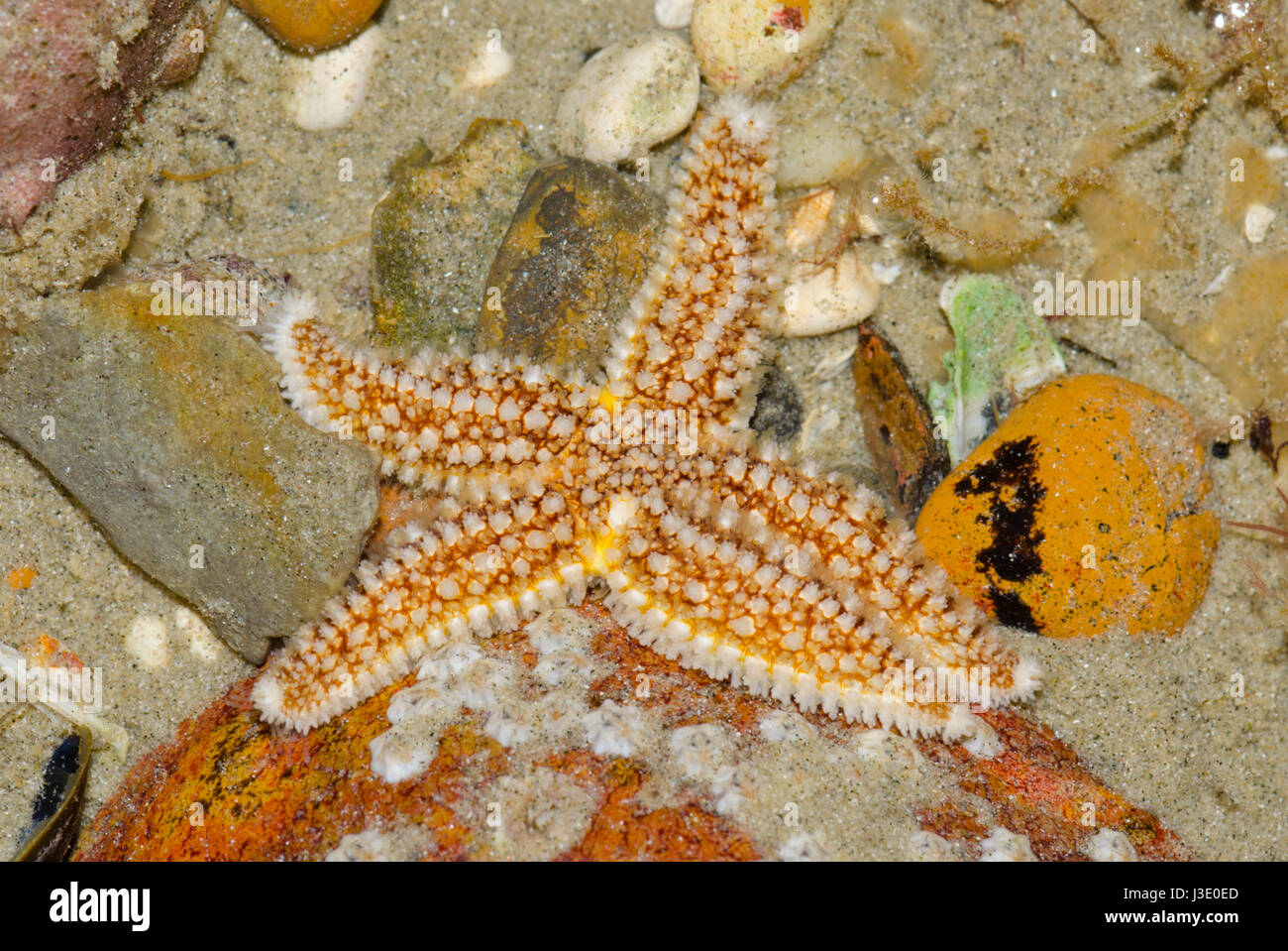 Common starfish hi-res stock photography and images - Alamy