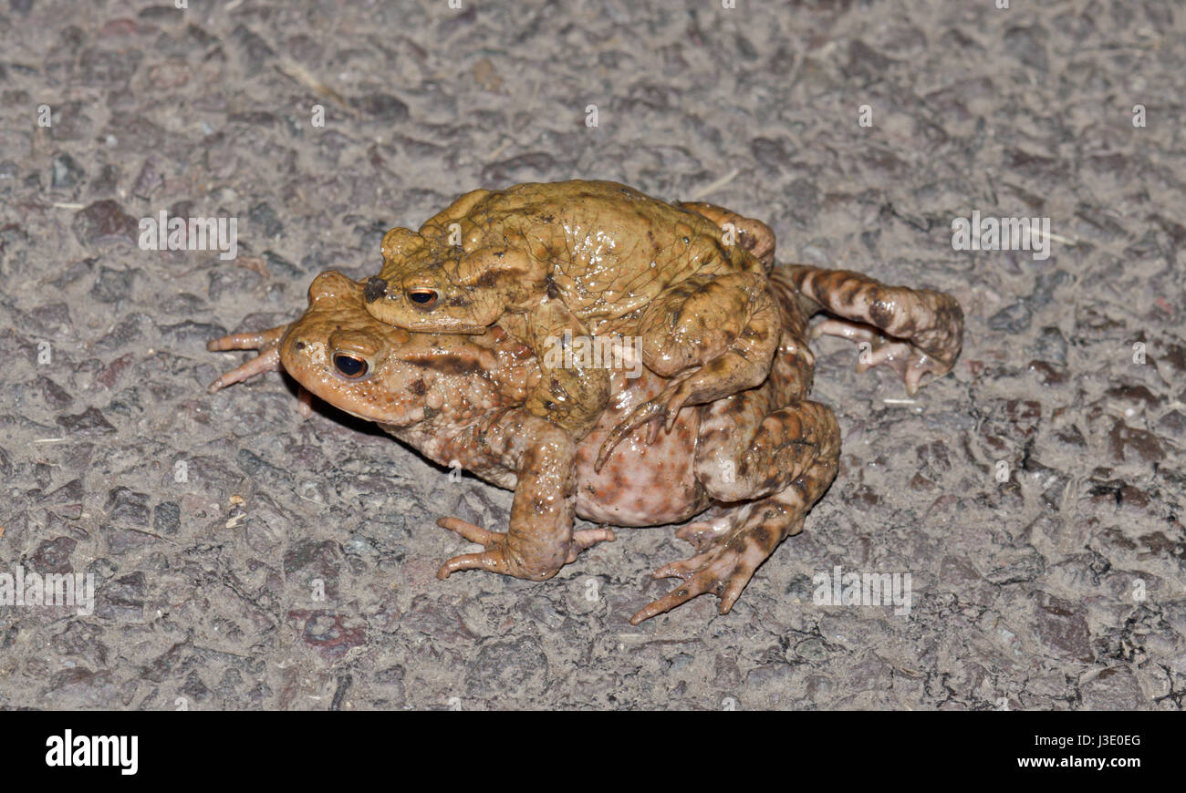 Common toad migration hi-res stock photography and images - Alamy