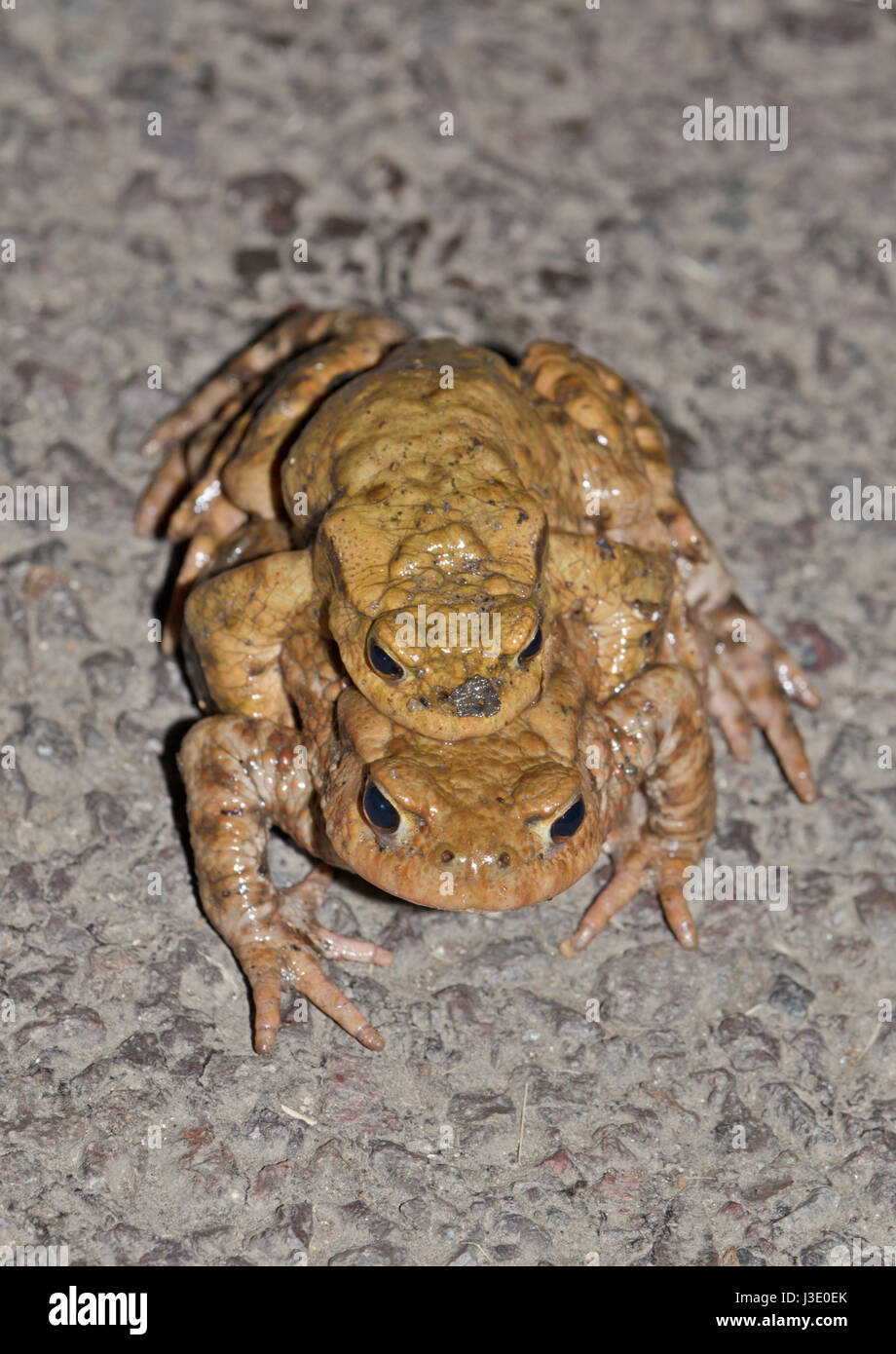 Common Toads (Bufo bufo) on road Stock Photo - Alamy