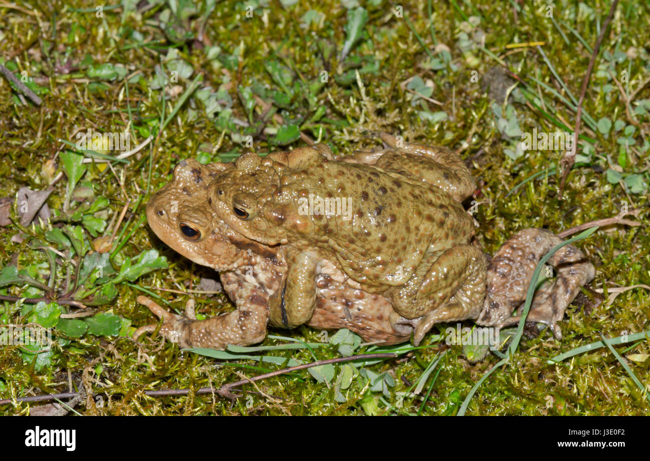 Breeding pond hi-res stock photography and images - Alamy