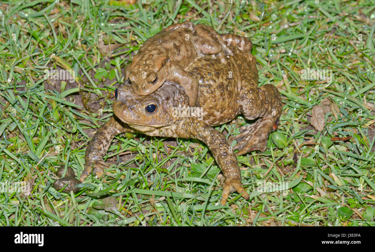 Common Toads (Bufo bufo) Migrating Stock Photo - Alamy