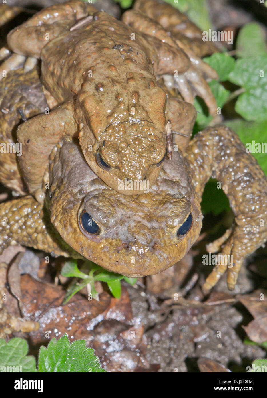 Common Toads (Bufo bufo) on road verge Stock Photo - Alamy