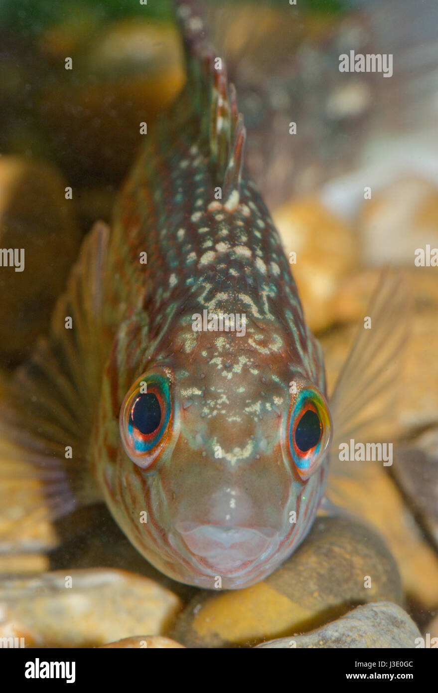 Juvenile Corkwing wrasse (Symphodus melops) Eyes. Sussex, UK Stock ...