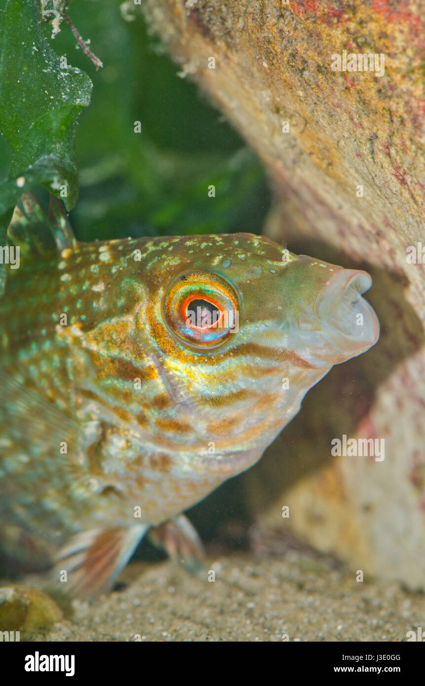 Juvenile Corkwing wrasse (Symphodus melops) Yawning. Sussex, UK Stock ...