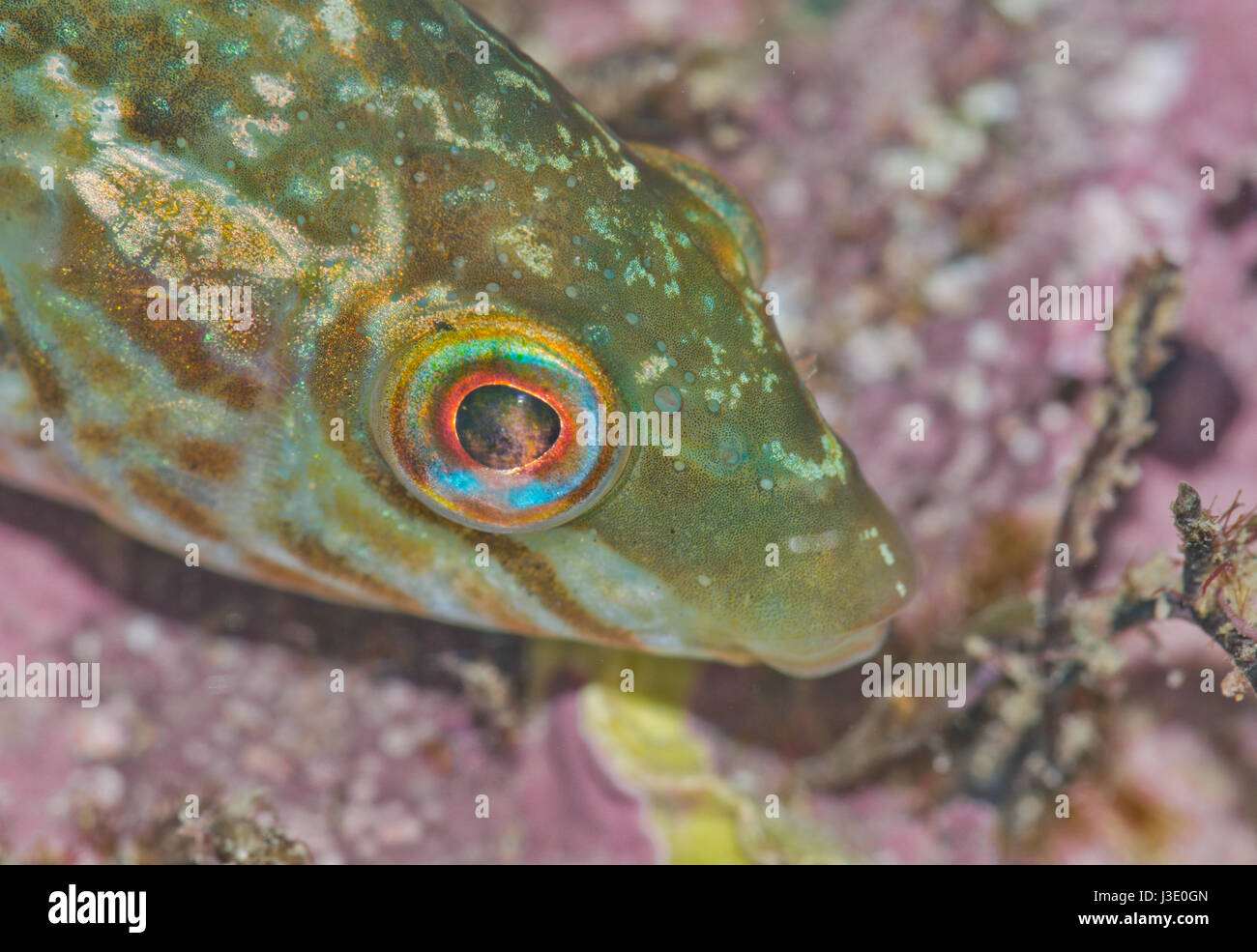 Corkwing wrasse hi-res stock photography and images - Alamy