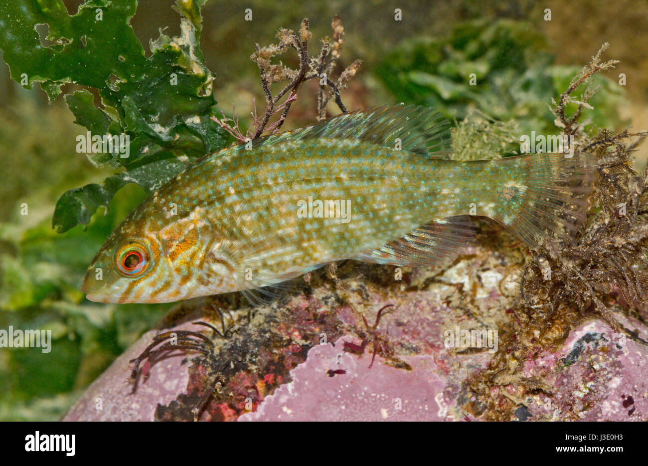 Juvenile Corkwing wrasse (Symphodus melops). Sussex, UK Stock Photo - Alamy