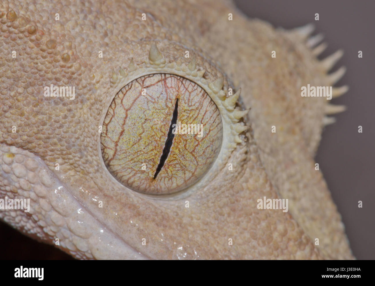 Eye of Crested or Eyelash Gecko (Correlophus ciliatus Stock Photo - Alamy