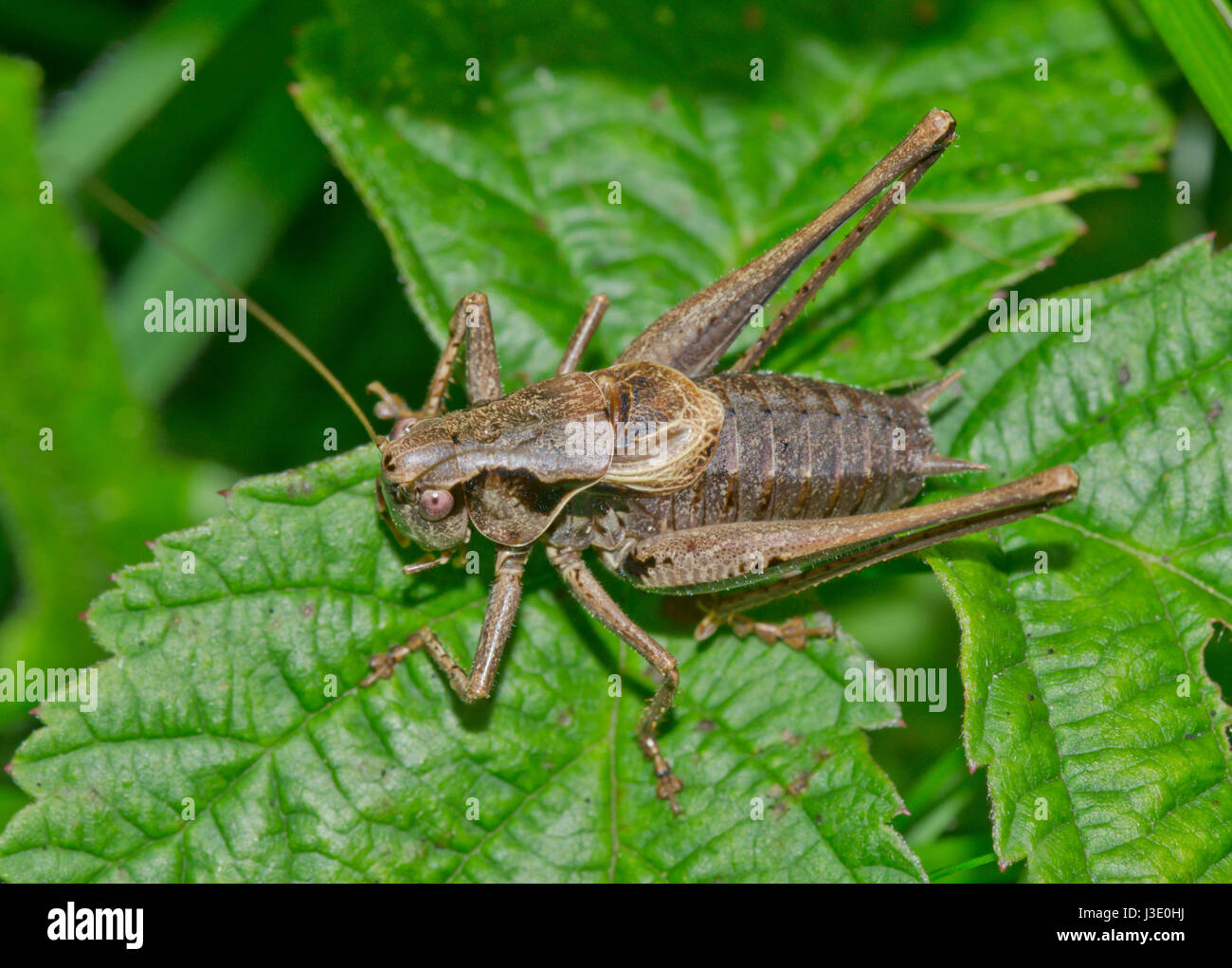 Dark Bush-cricket (Pholidoptera griseoaptera) Male Stock Photo - Alamy