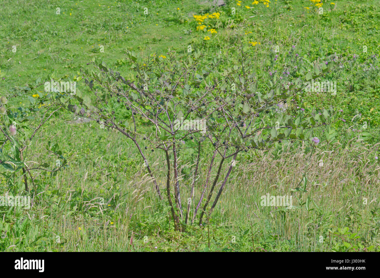 Deadly Nightshade Plant (Atropa belladonna Stock Photo - Alamy