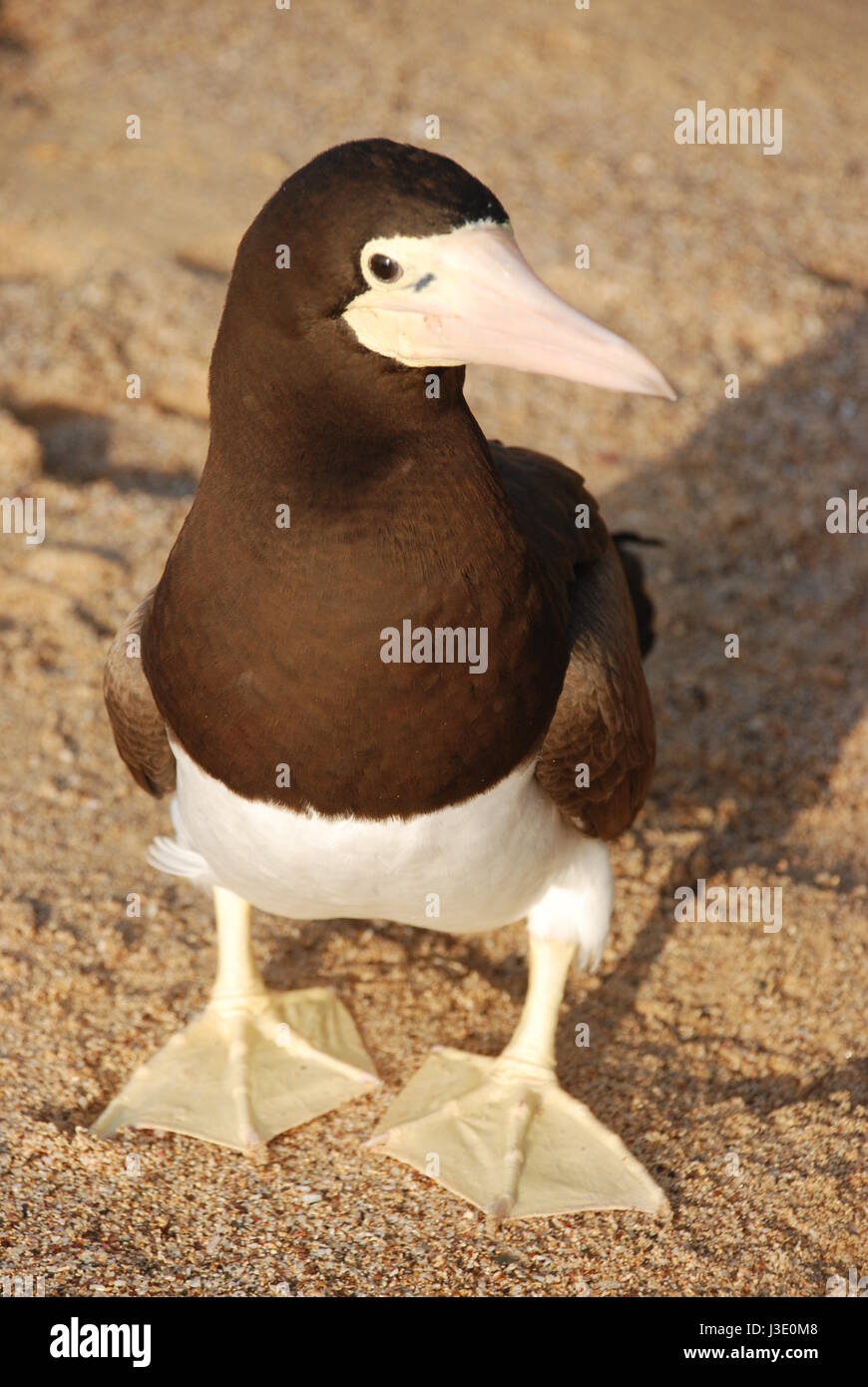 Brown booby sula leucogaster sea hi-res stock photography and images ...