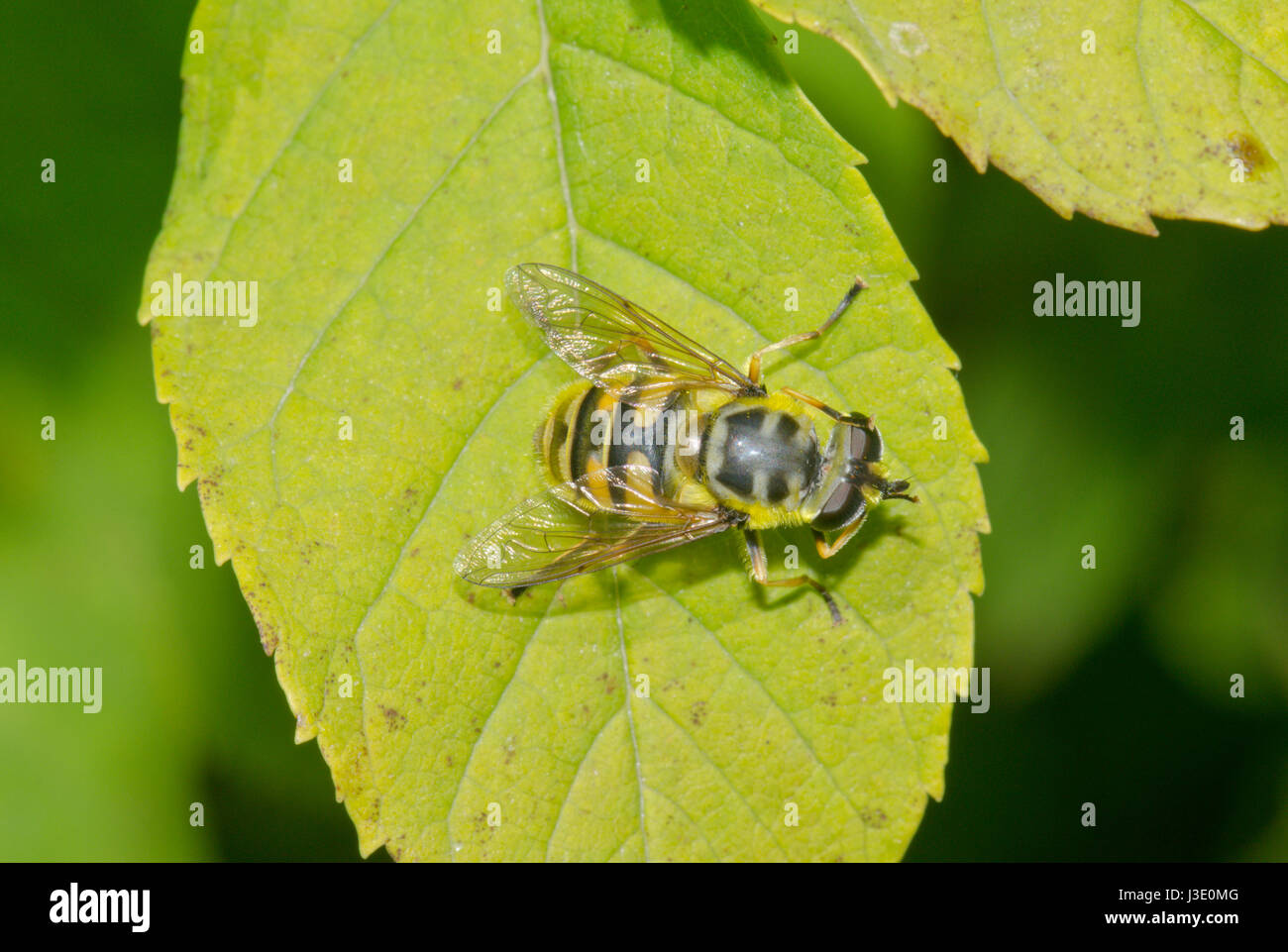 Female Hoverfly (Myathropa florea Stock Photo - Alamy