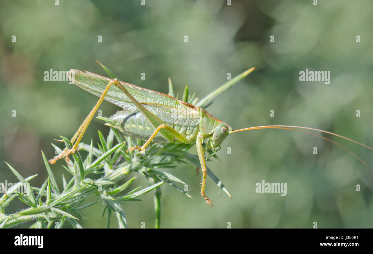 Great green bush cricket uk hi-res stock photography and images - Alamy