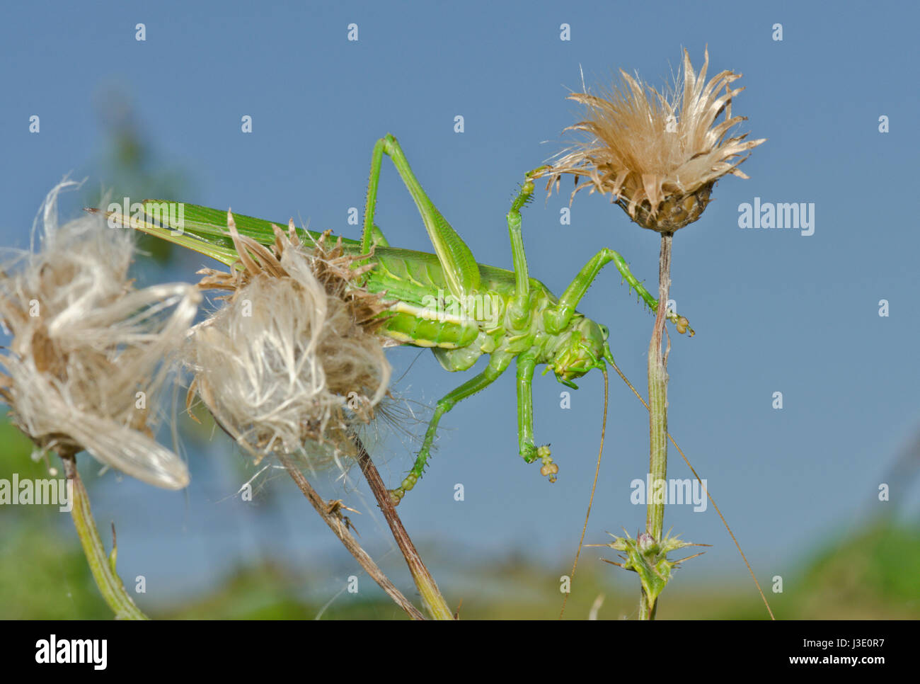 Great Green Bush-cricket (Tettigonia viridissima) Underside Stock Photo ...