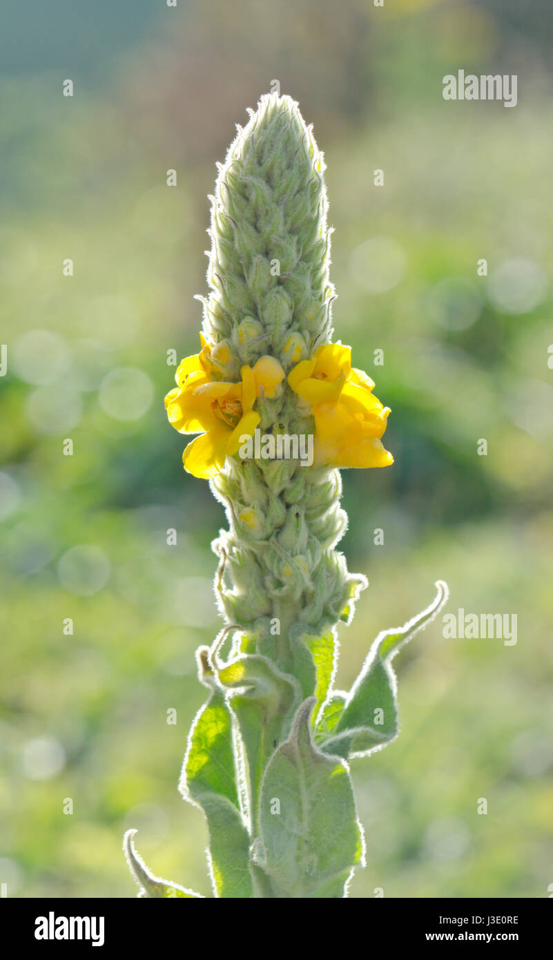 Great Mullein (Verbascum thapsus) Flower Spike Stock Photo - Alamy