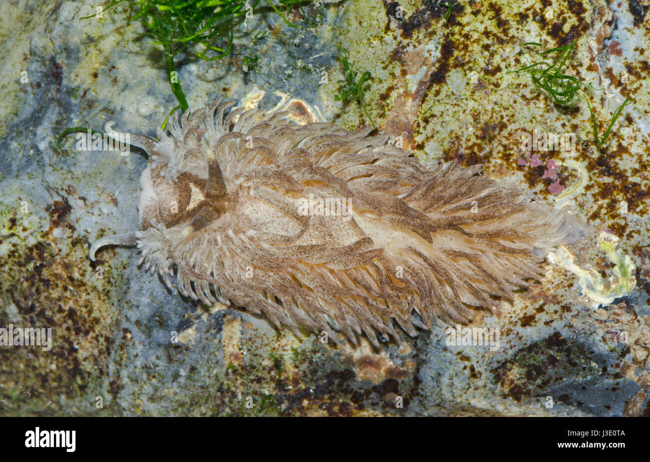 Rock pool sea slug hi-res stock photography and images - Alamy