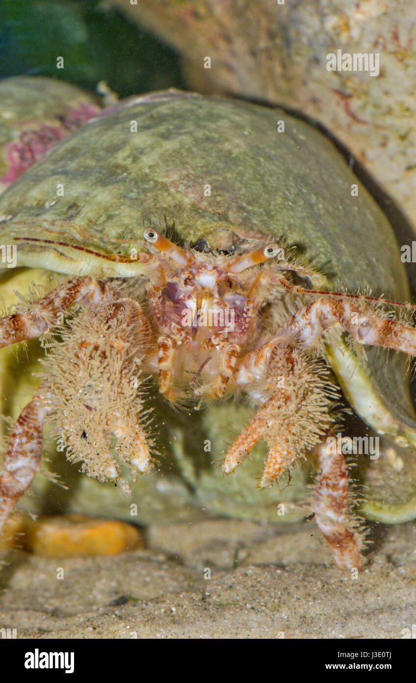 Rockpool crab hi-res stock photography and images - Alamy