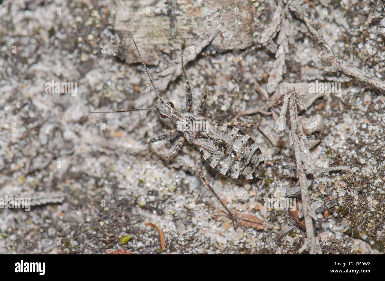 Heath assassin bug hi-res stock photography and images - Alamy
