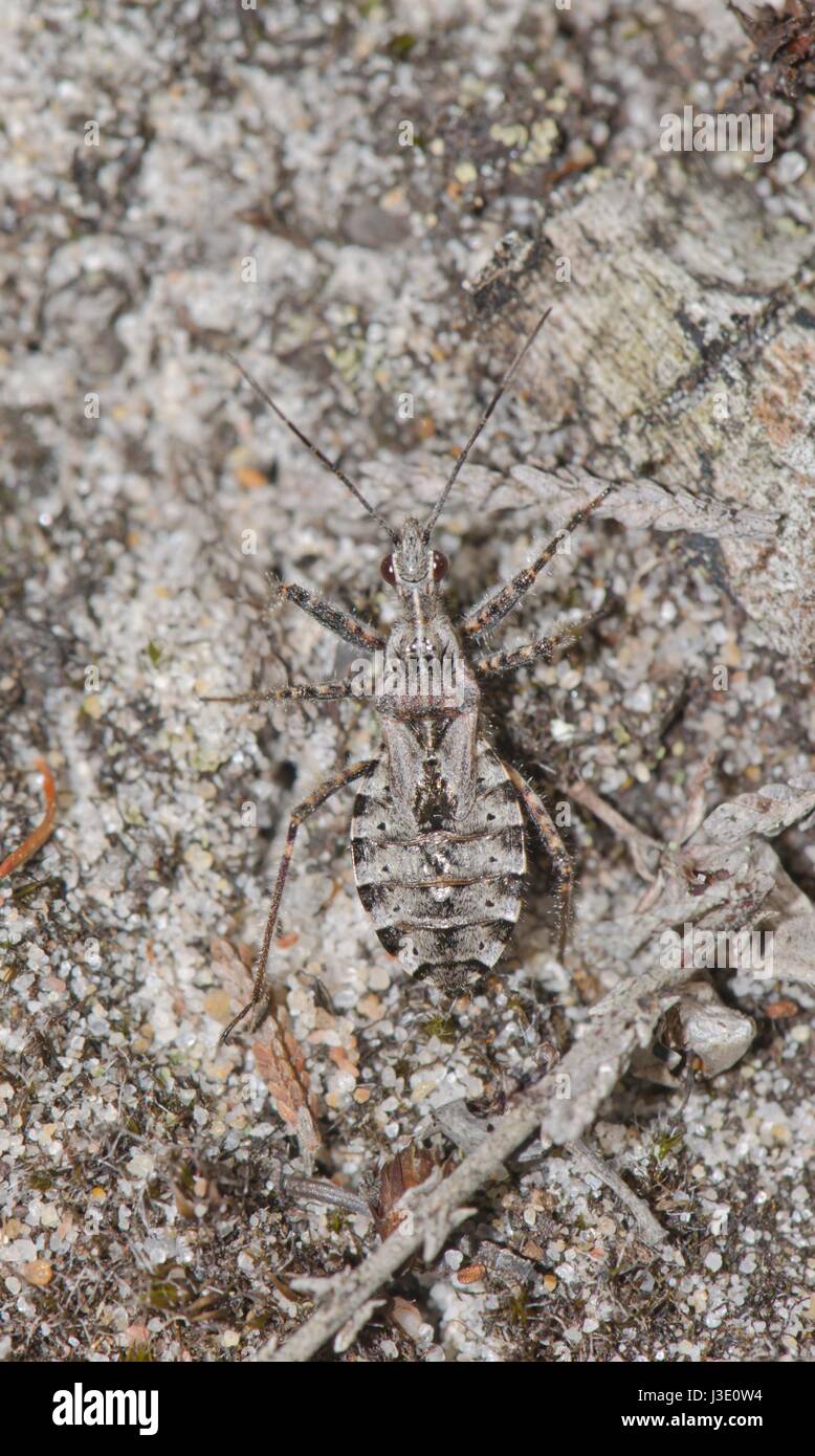 Coranus hi-res stock photography and images - Alamy