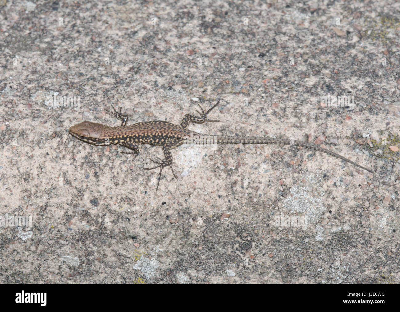British lizards hi-res stock photography and images - Alamy
