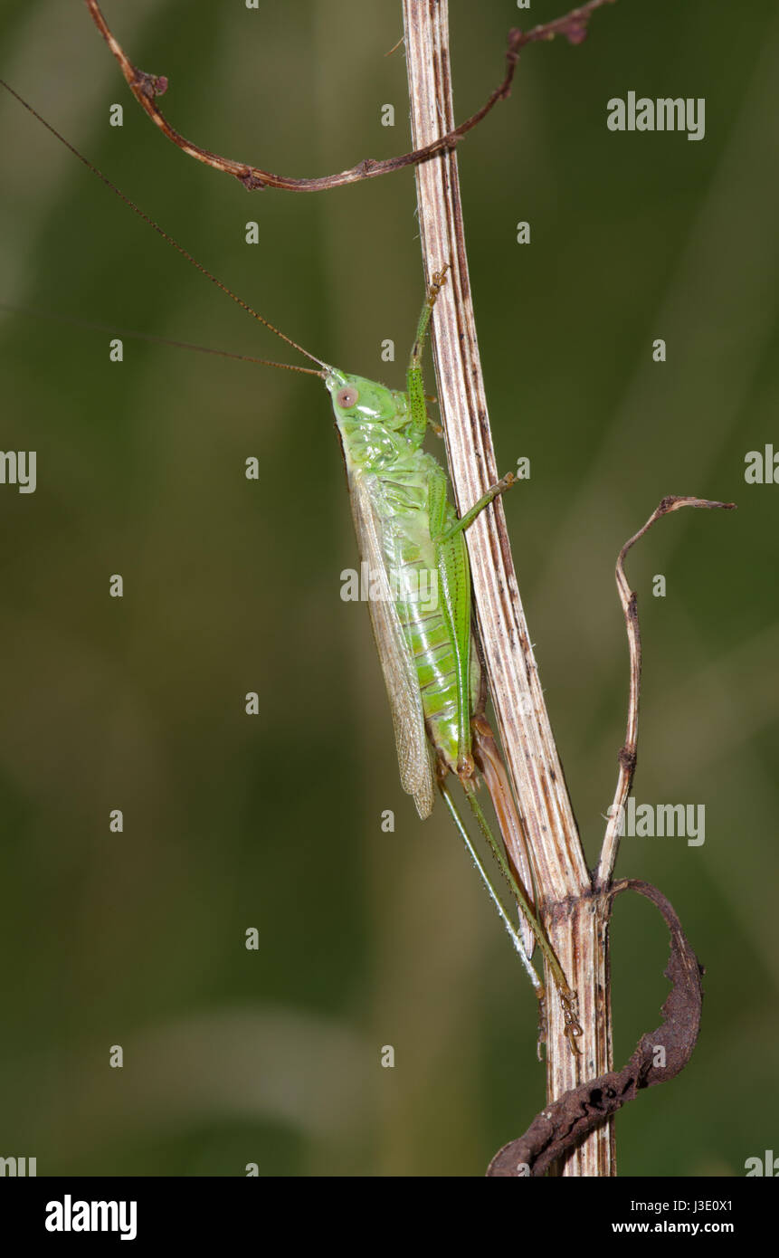 Long Winged Cone-head (Conocephalus discolor Stock Photo - Alamy