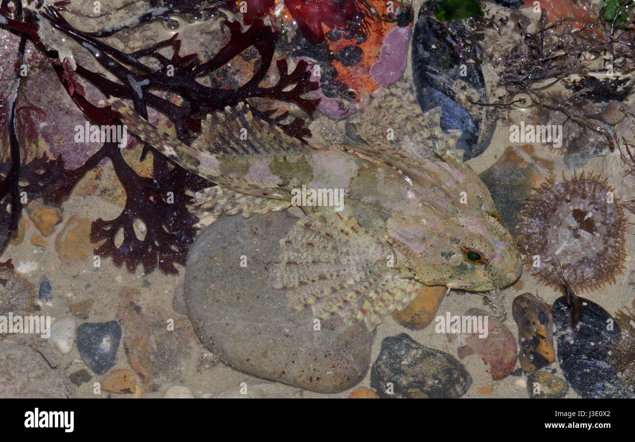 Camouflaged Long spined sea scorpion (Taurulus bubalis). Sussex, UK ...