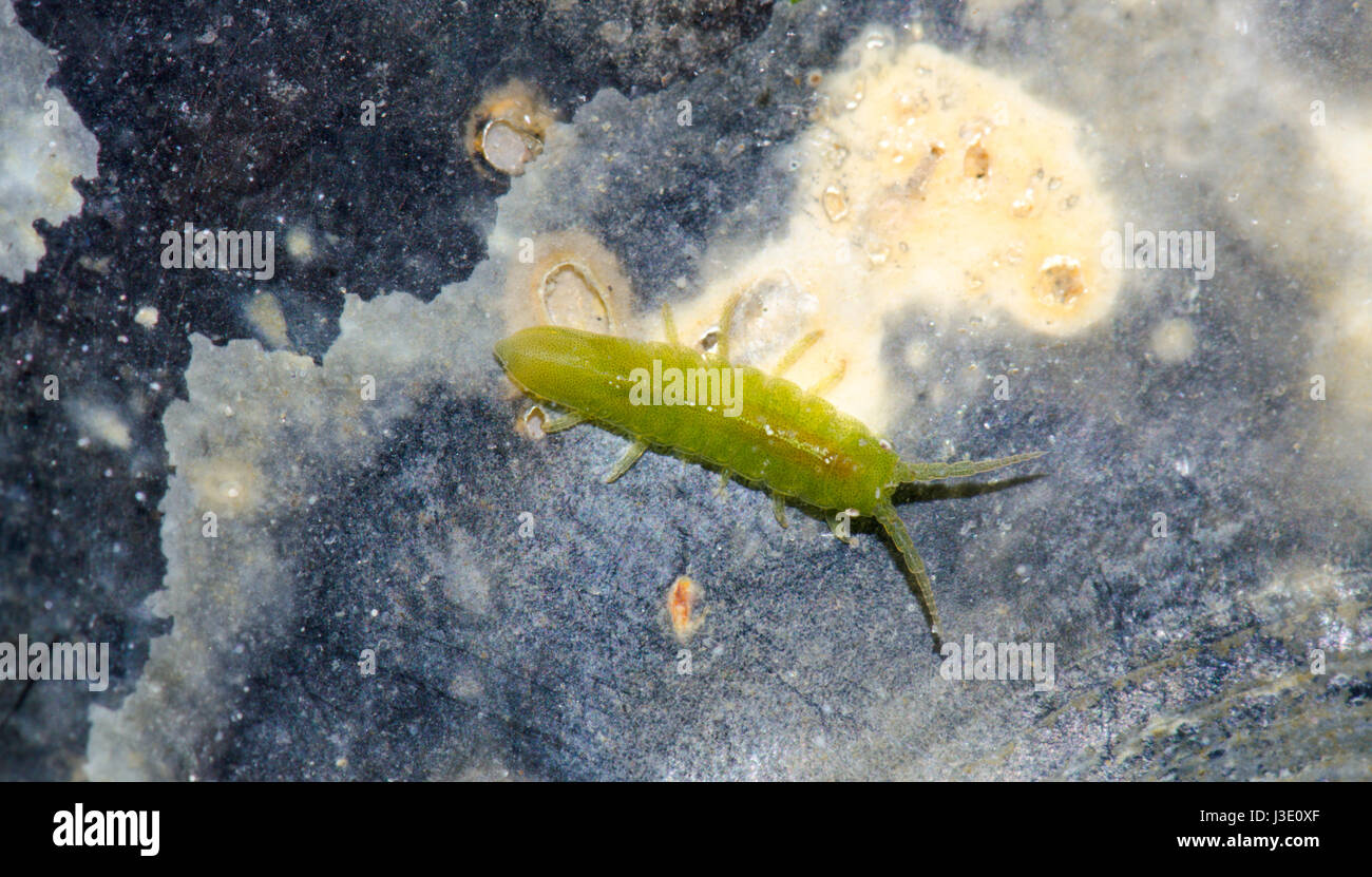 Marine Isopod (Idotea granulosa Stock Photo - Alamy