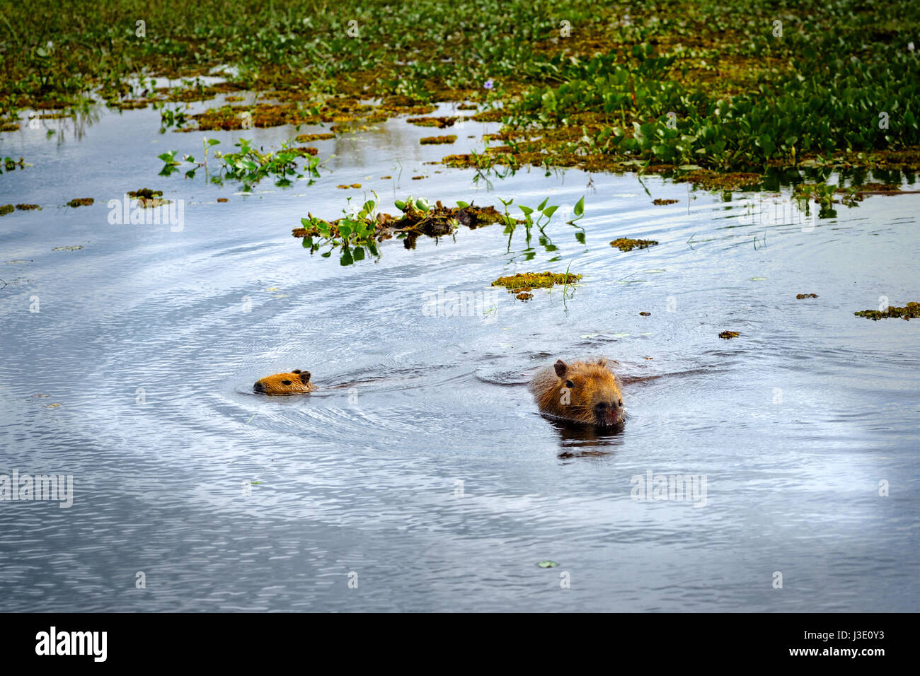 Capybaras (Hydrochoerus hydrochaeris), the largest rodents in the world ...