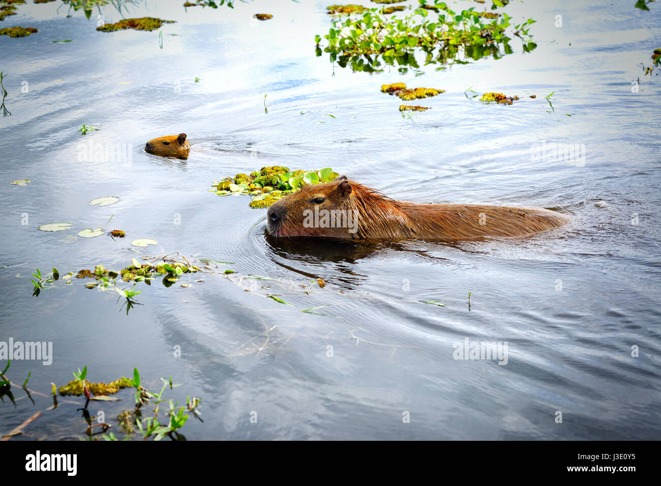 Capybaras (Hydrochoerus hydrochaeris), the largest rodents in the world ...