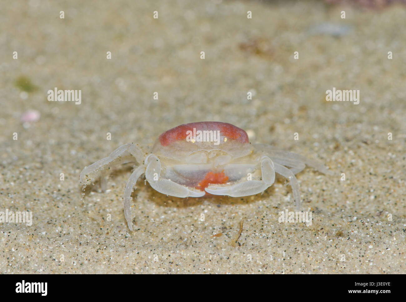 Pea crab hi-res stock photography and images - Alamy