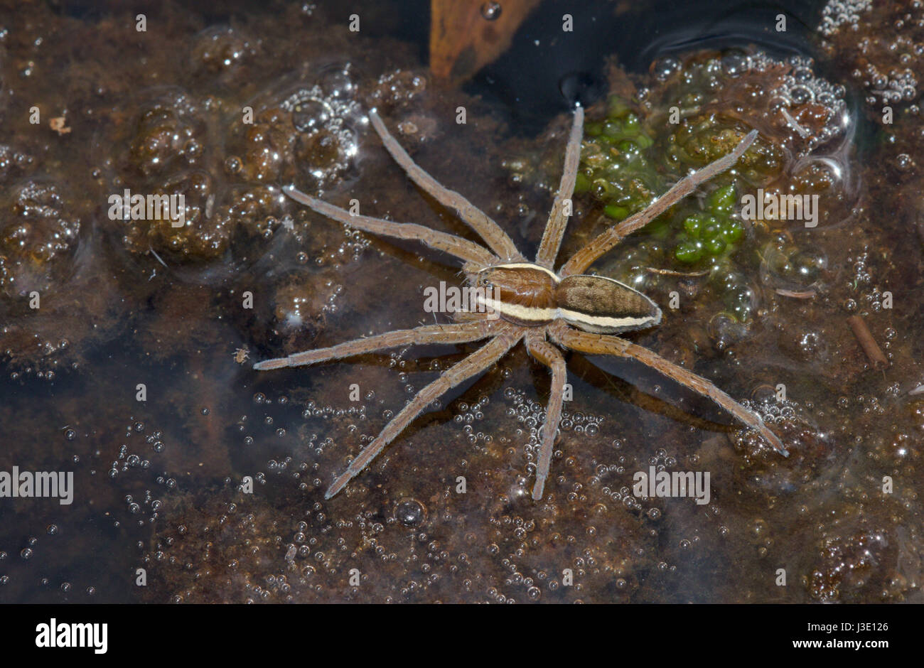 Raft Spider (Dolomedes fimbriatus Stock Photo - Alamy