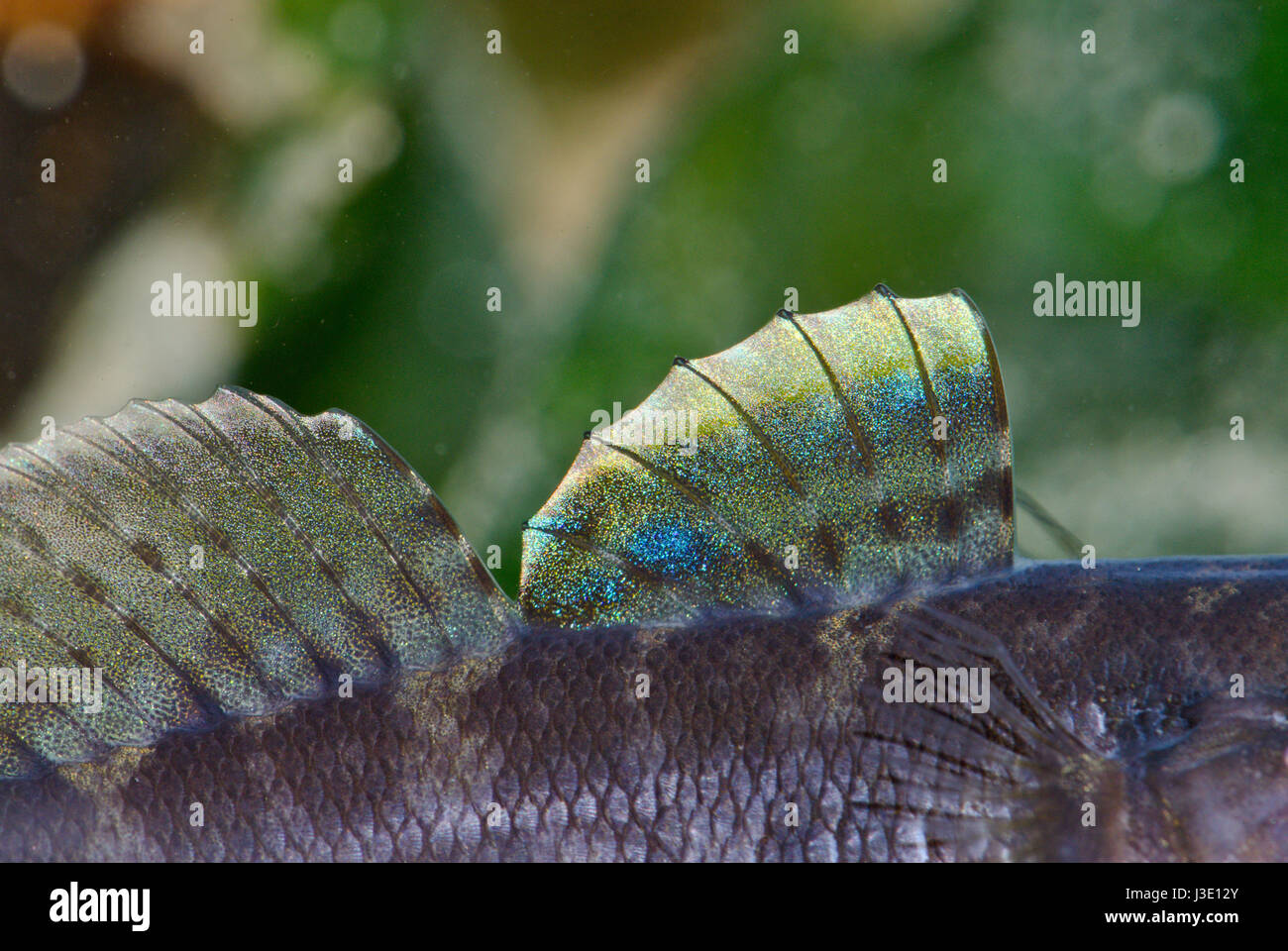 Male Rock goby (Gobius paganellus) Dorsal Fins in Breeding Colours ...