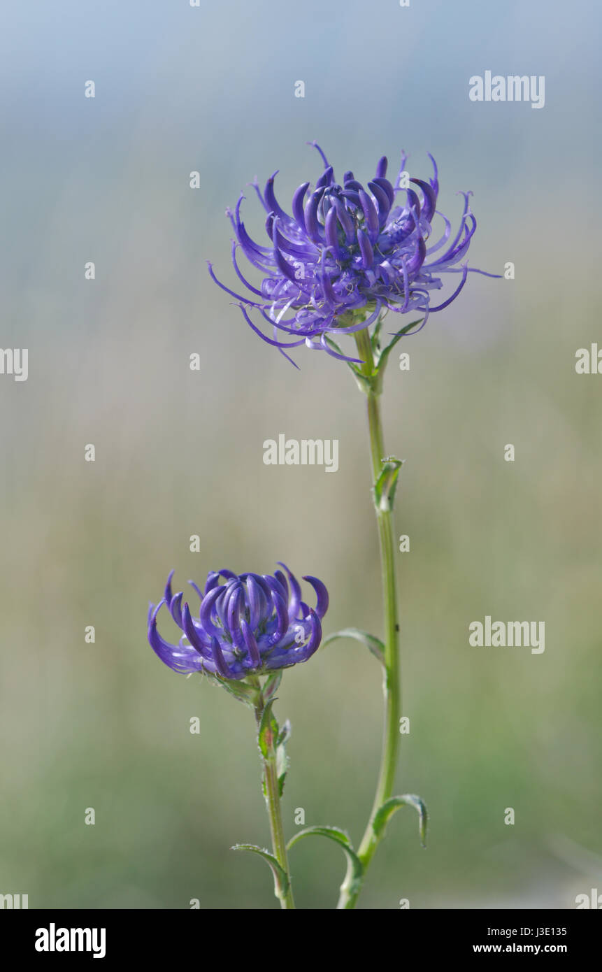Headed pollination hi-res stock photography and images - Alamy