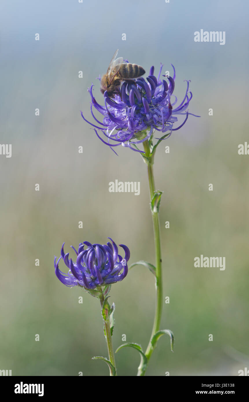 Round-headed Rampion (Phyteuma orbiculare) with Honey Bee, Sussex, UK ...