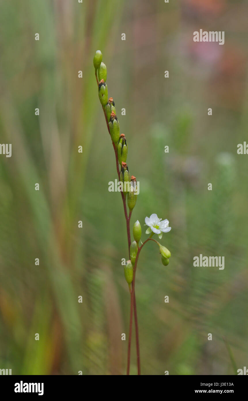 Flower of Round-leaved Sundew (Drosera rotundifolia Stock Photo - Alamy