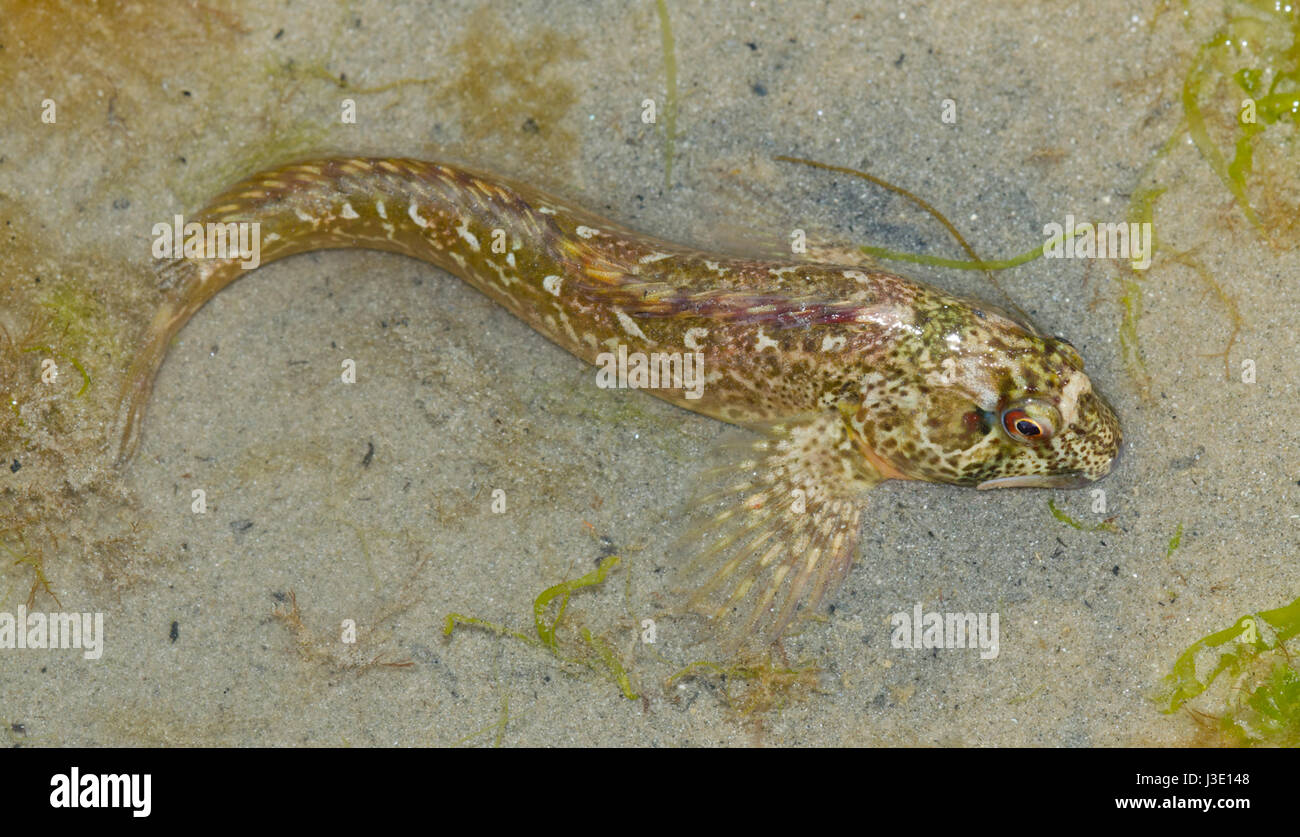 Shanny hi-res stock photography and images - Alamy