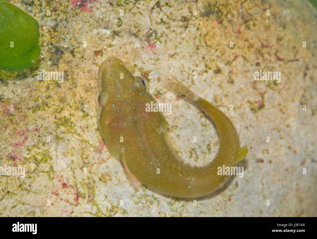 Green form hi-res stock photography and images - Alamy