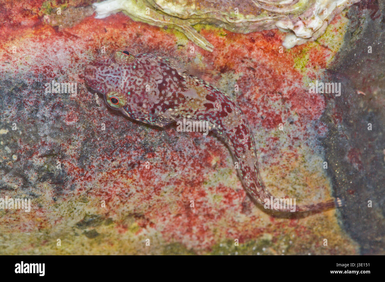 Red clingfish hi-res stock photography and images - Alamy