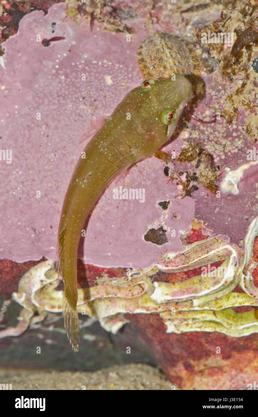 Sucker fishes hi-res stock photography and images - Alamy