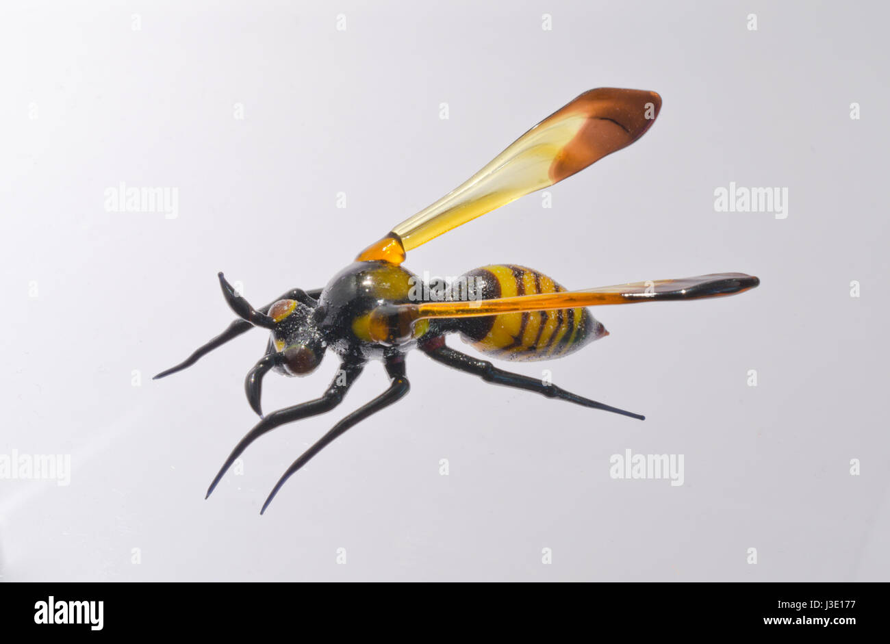 Wasp and the lamp hi-res stock photography and images - Alamy
