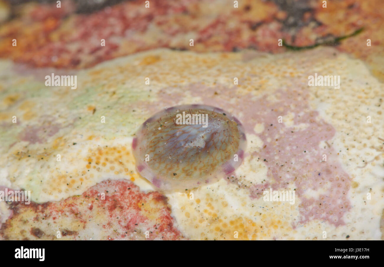 White Tortoiseshell Limpet (Tectura virginea), Gastropod. Sussex, UK ...
