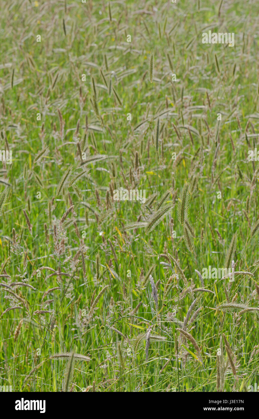 Summer Wild Grasses, Sussex, UK Grassland Seedheads Stock Photo - Alamy