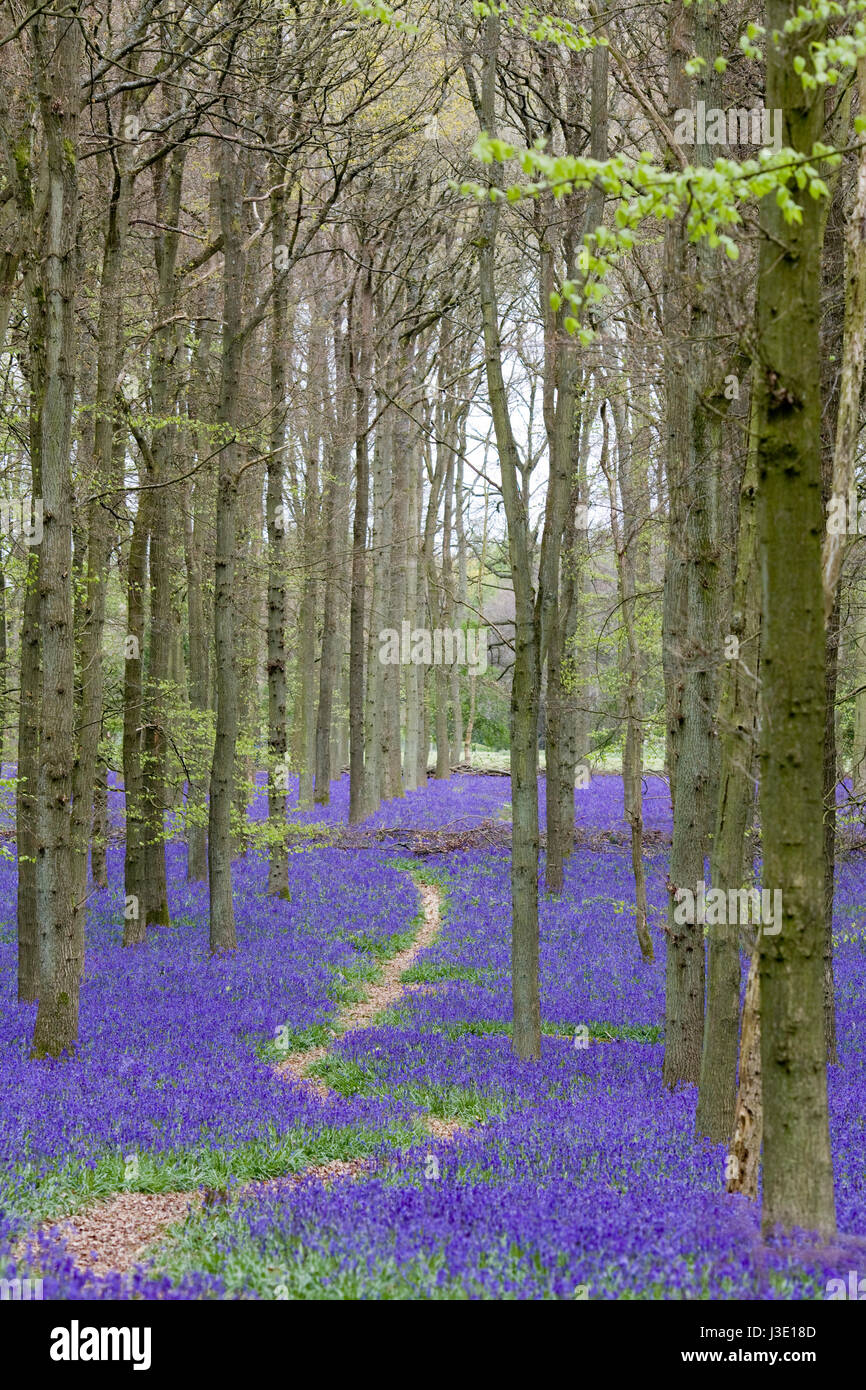 Bluebell and Beech trees in the English Countryside Stock Photo - Alamy