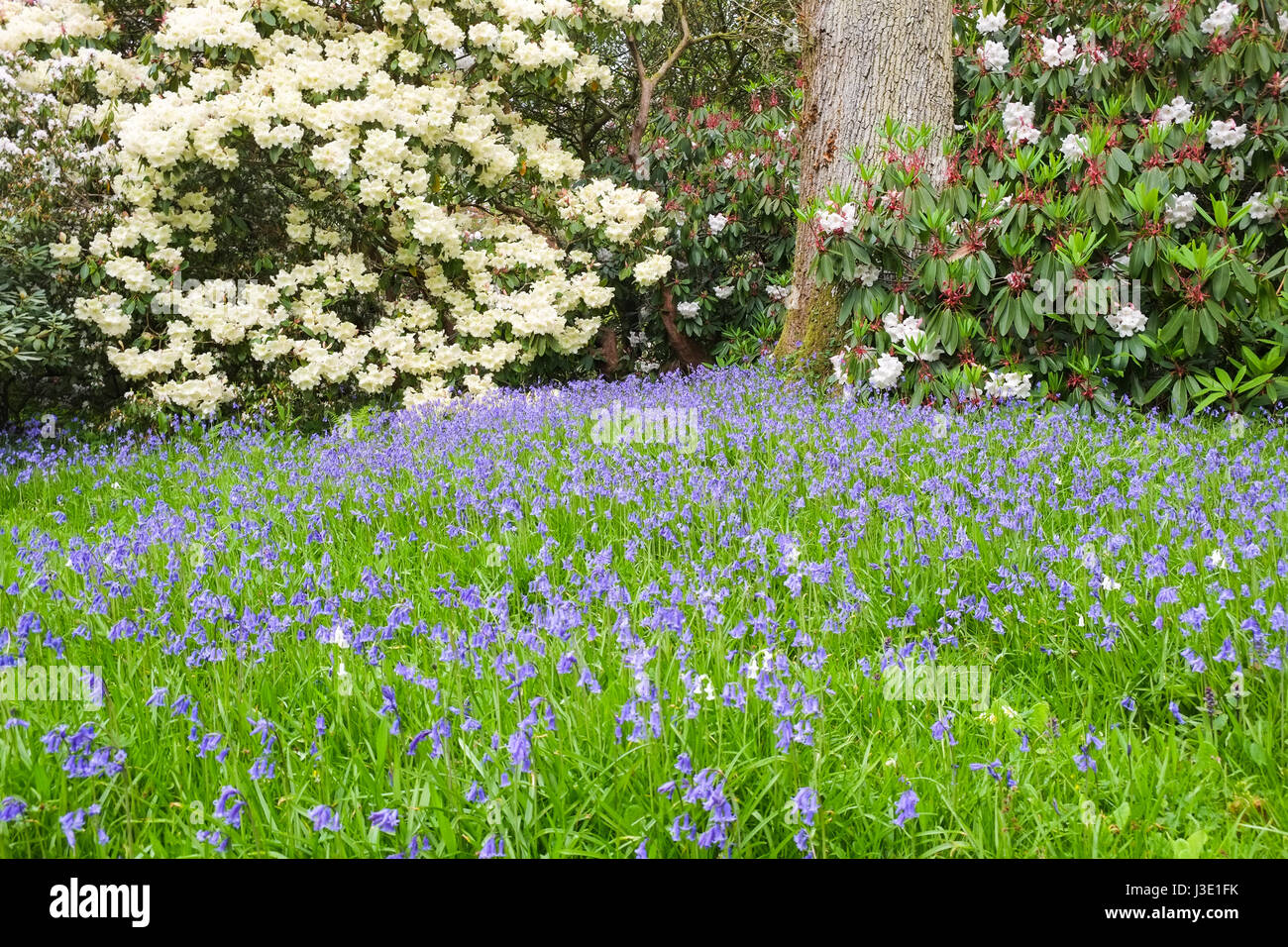 English spring countryside hi-res stock photography and images - Alamy