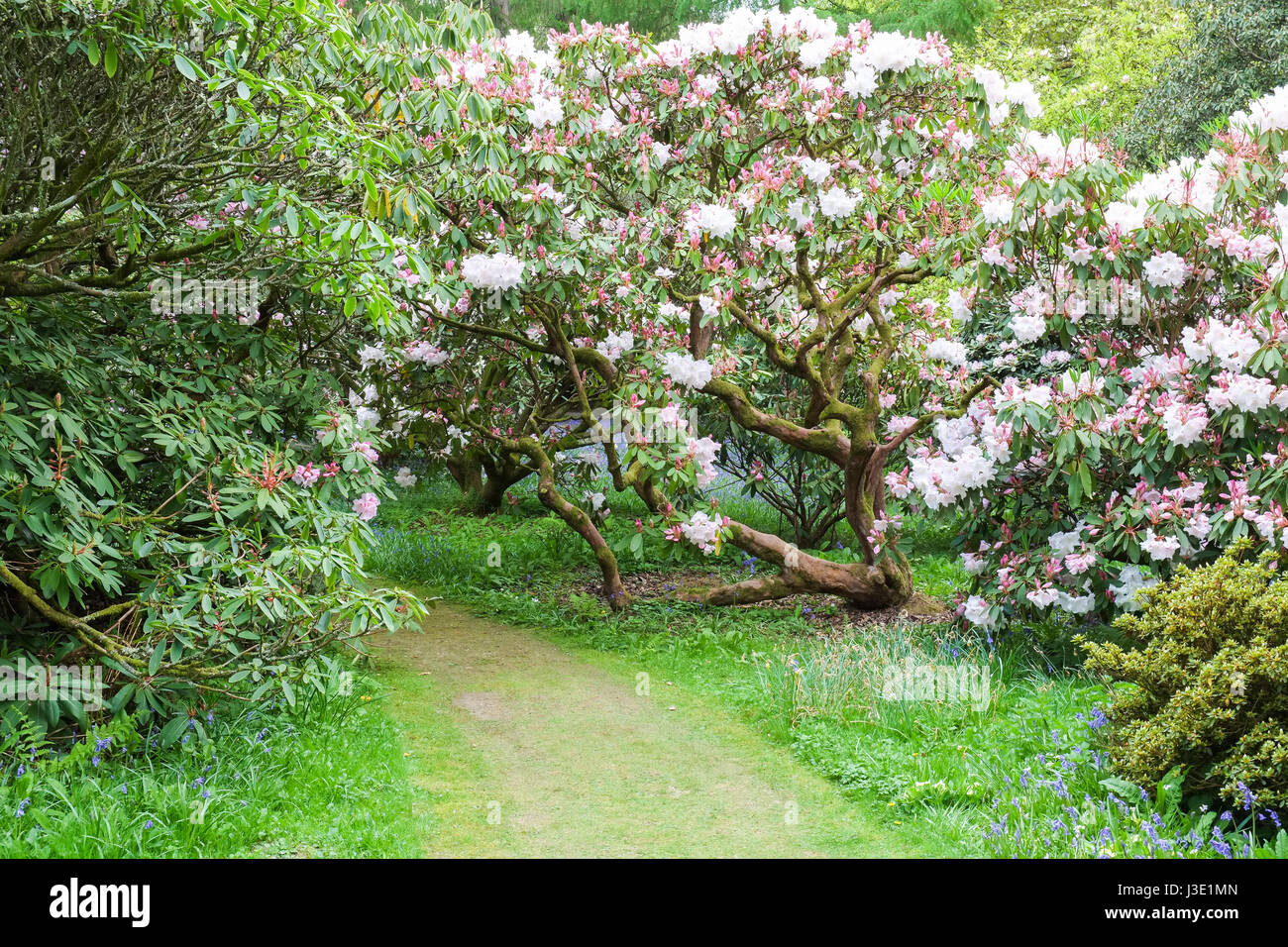 Spring garden shrubs hi-res stock photography and images - Alamy