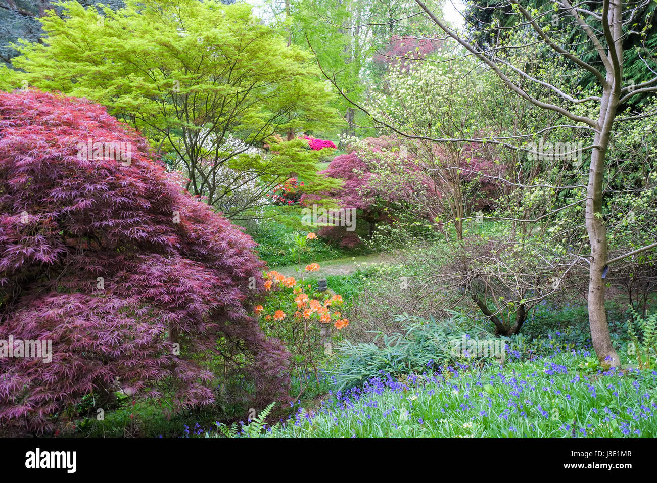 Bluebells in english garden hi-res stock photography and images - Alamy